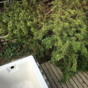 Sheelavathi – IndianLandraceExchange