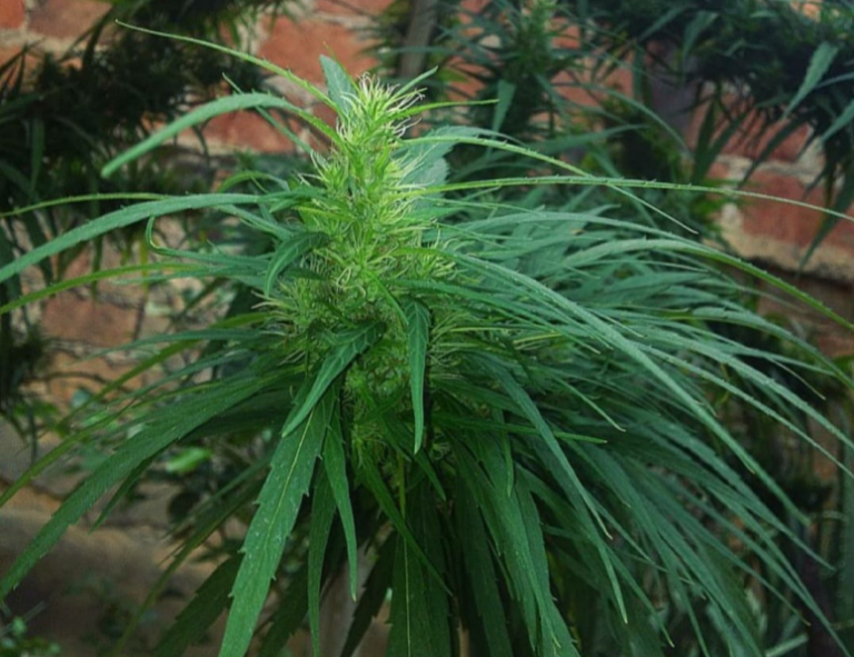 Sheelavathi – IndianLandraceExchange